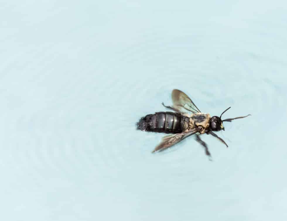Why are there bugs in the pool water? - SwimRight | Scottsdale Pool ...