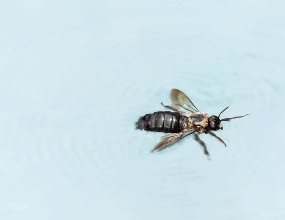 Why are there bugs in the pool water? - SwimRight | Scottsdale Pool ...